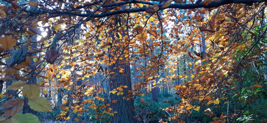Doncaster Weather Forecast for the next 14 Days | Netweather