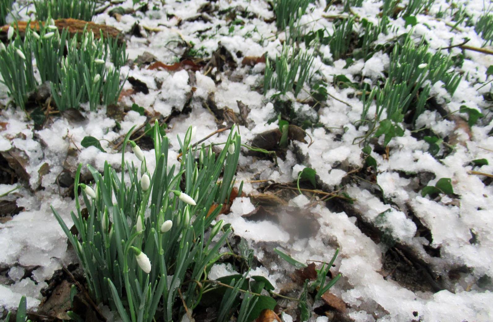 Looking back at January 2021 and a look ahead to February cold and snow